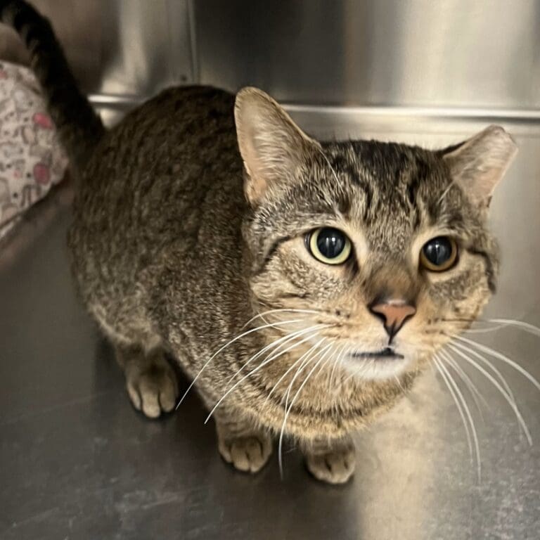 Adopt - PALS Animal Life Savers - No-kill Shelter